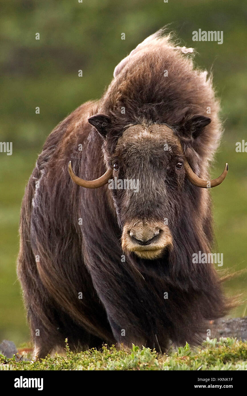 Musk oxen cow.Norwegen, Moschusochsen Kuh .Norwegen Stock Photo - Alamy