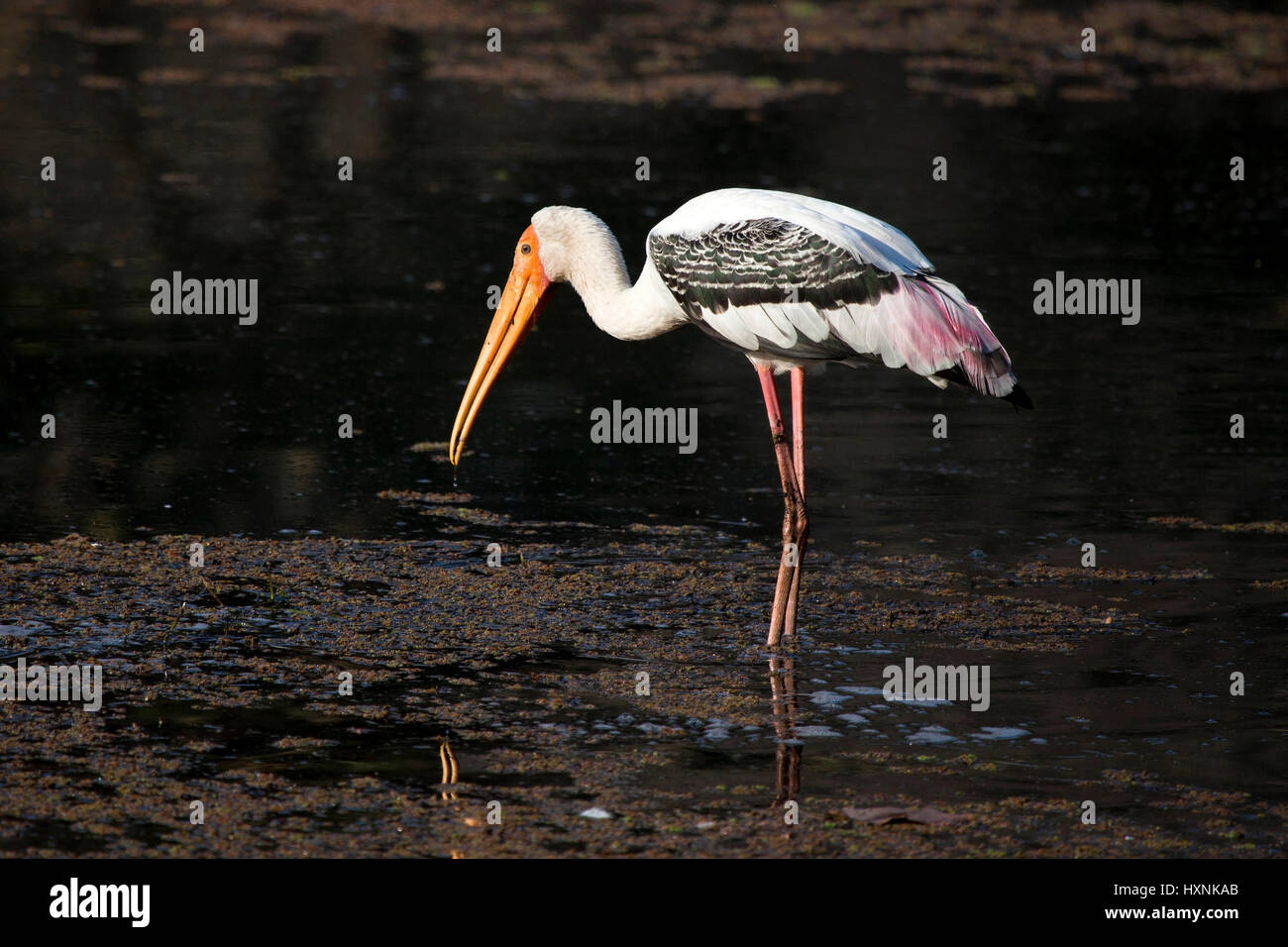 Coloured stork with the food acquisition, Buntstorch beim ...