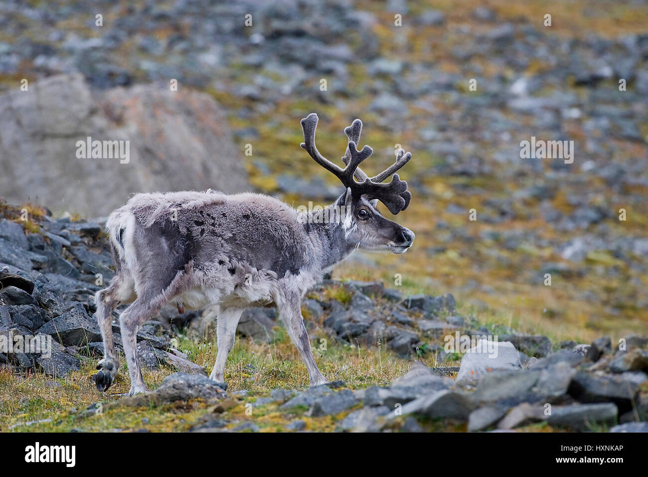 Wild reindeer in the phloem antlers and winter hair, game Ren deer ...