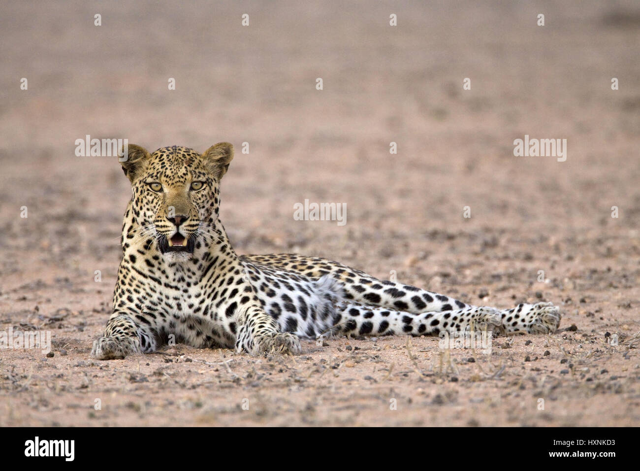 Leopard, Panthera pardus - leopard, Leopard | Panthera pardus - Leopard ...