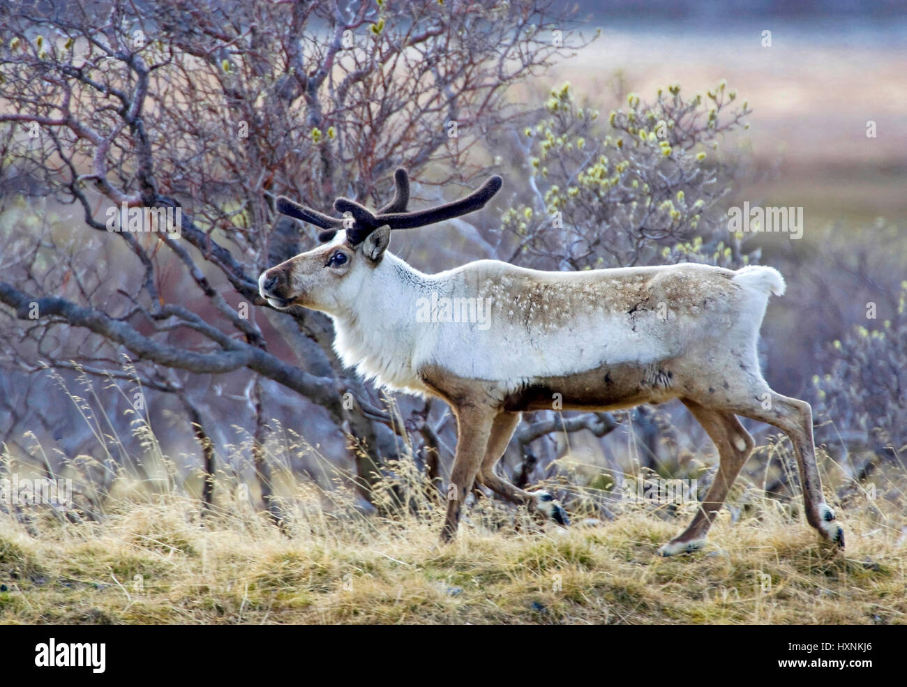 Wild reindeer in the winter hair, game Ren deer, Wildes Rentier im ...