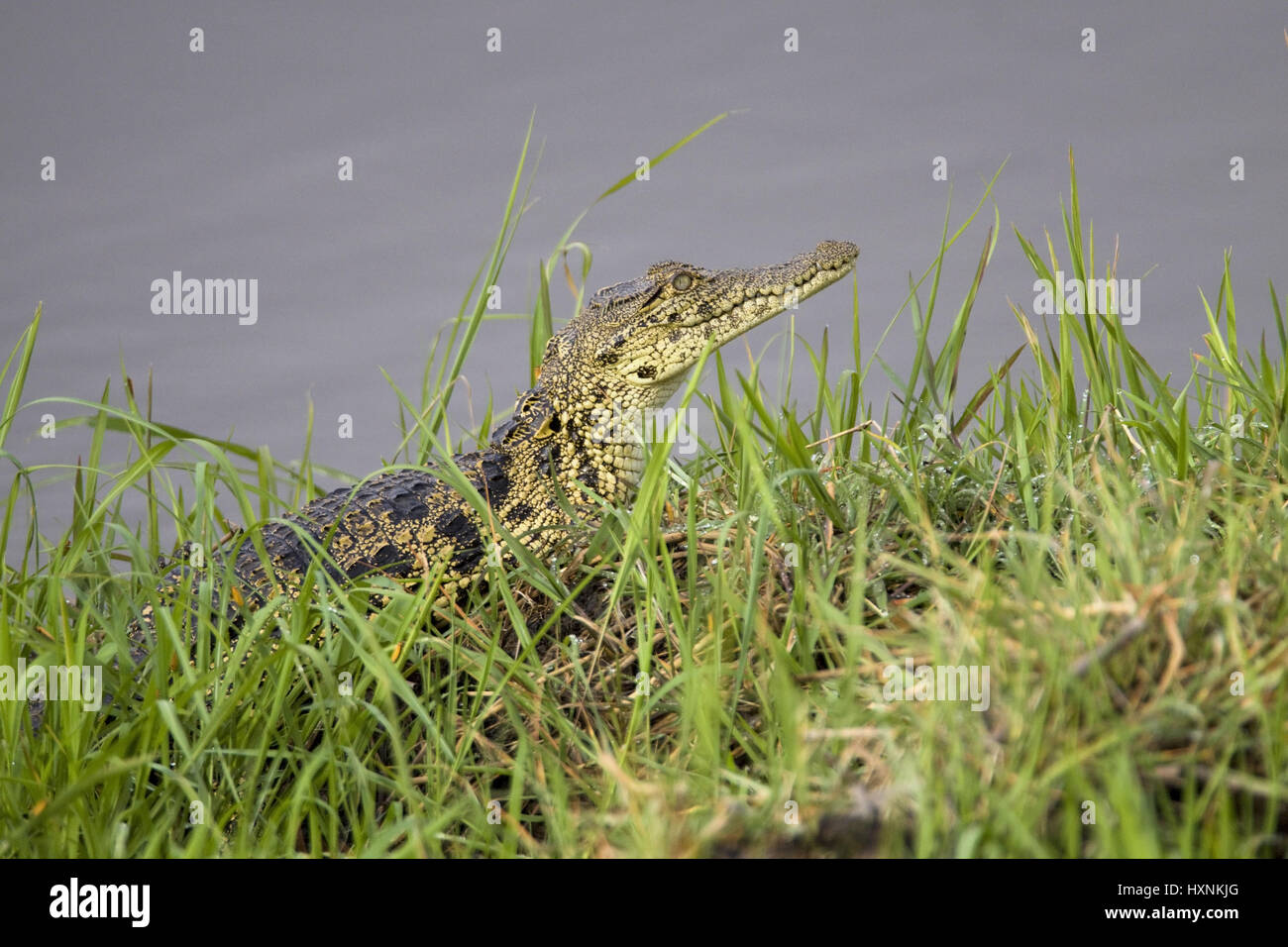 Nile crocodile, Crocodylus niloticus - Nile crocodile , Nilkrokodil ...
