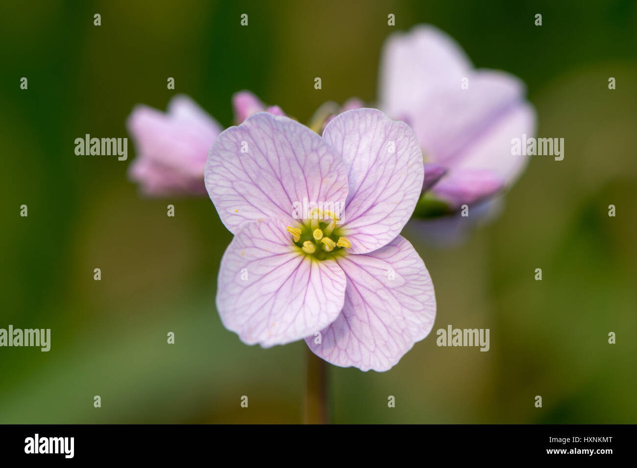 Cruciferae hi-res stock photography and images - Alamy