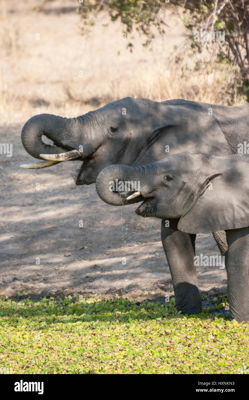 African bush ele hi-res stock photography and images - Alamy