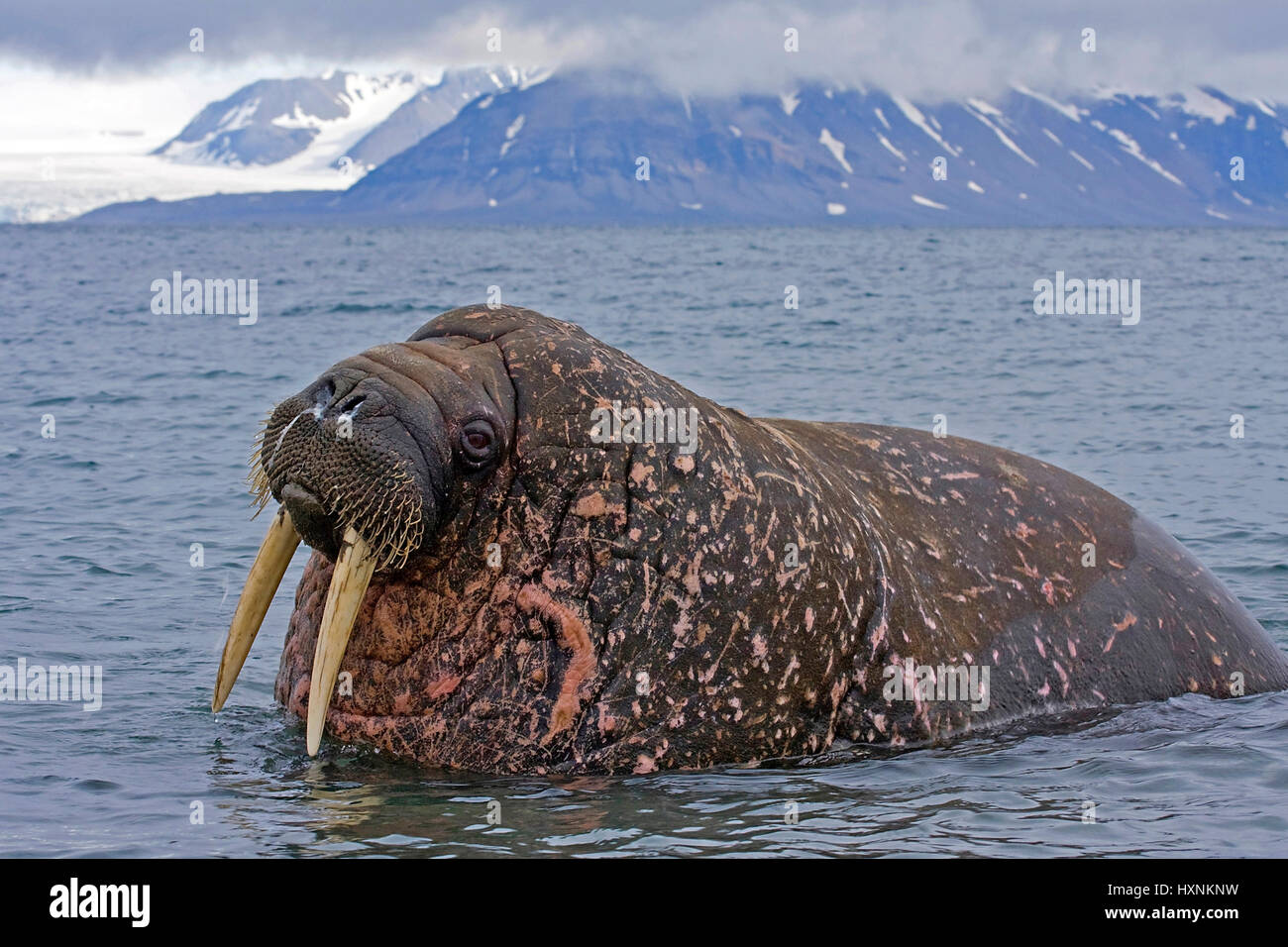 Walrus bull, Walrus paints, Walross Bulle | Walrus male Stock Photo - Alamy