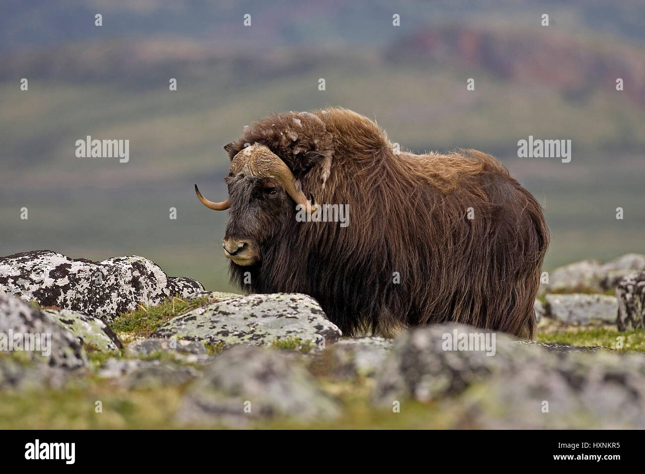 Musk oxen bull stands between granite rocks. Dovrefjell Norway ...