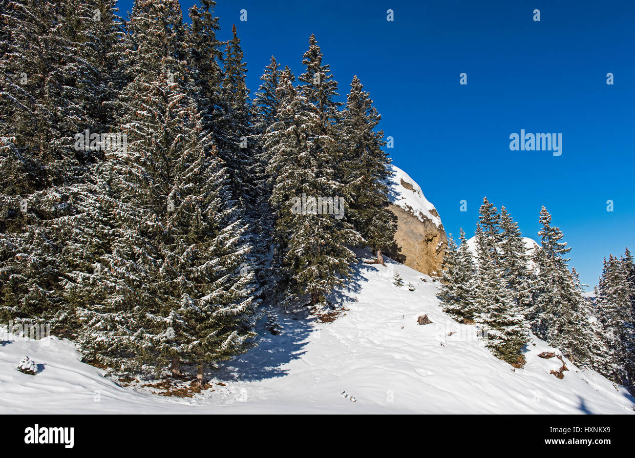 Pine trees snow slope hi-res stock photography and images - Alamy