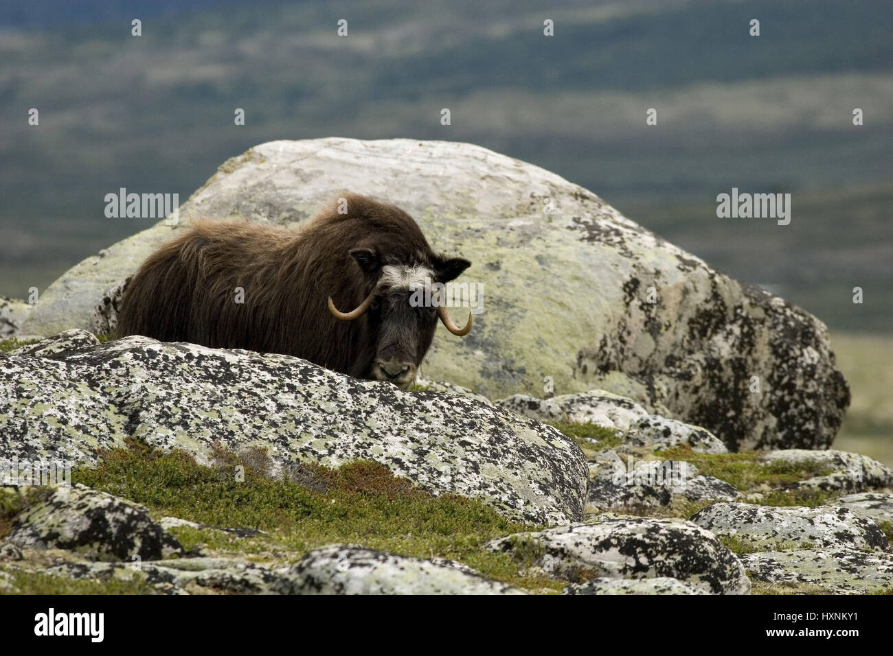 Musk oxen bull standing in the stony area. Dovrefjell Norway ...