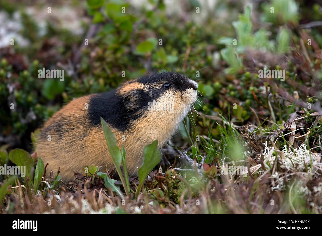 Lemming Stock Photos & Lemming Stock Images - Alamy