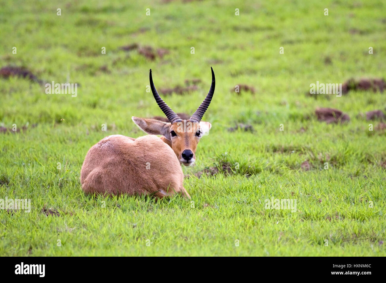Redunca arundinum hi-res stock photography and images - Alamy