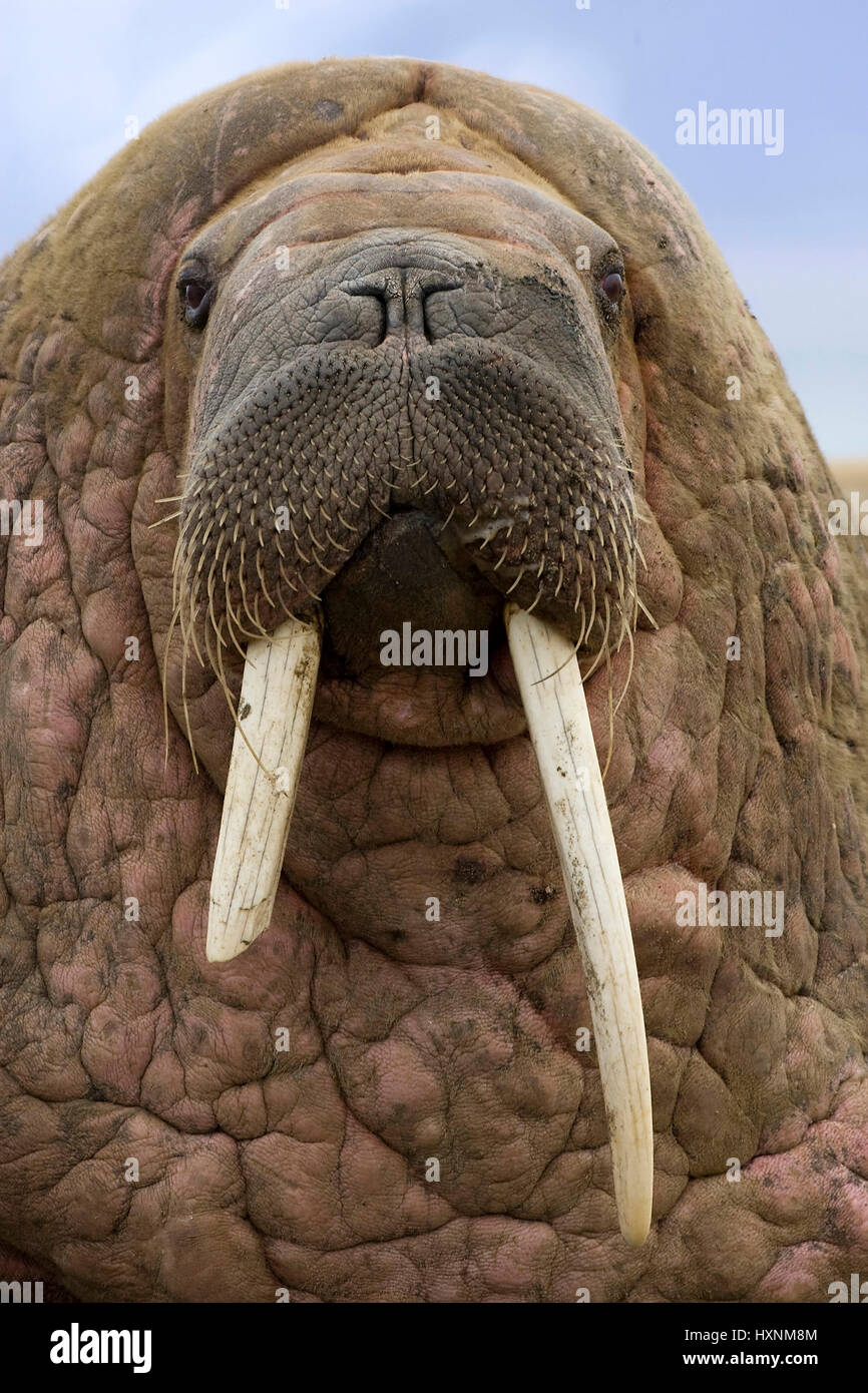 Walrus bull, Walrus paints, Walross Bulle | Walrus male Stock Photo - Alamy