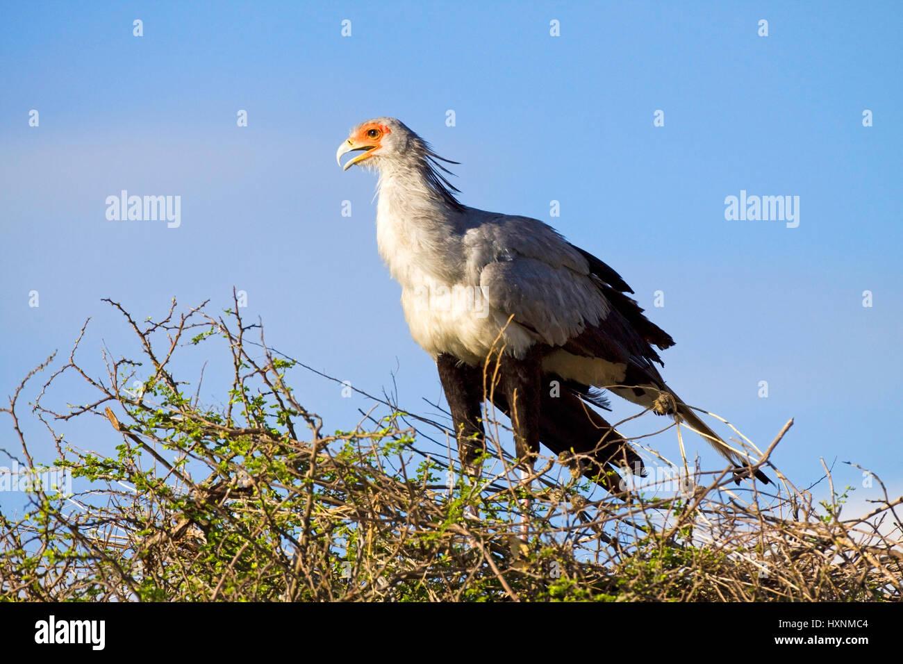 Secretary, Secretary Bird - Sagittarius serpentarius, Sekretaer ...
