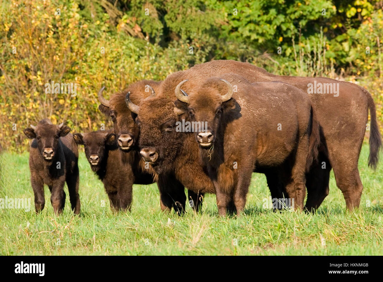 Bisons, family, bull, Masuria, Pole, Wisente, Familie, Bulle, Masuren ...