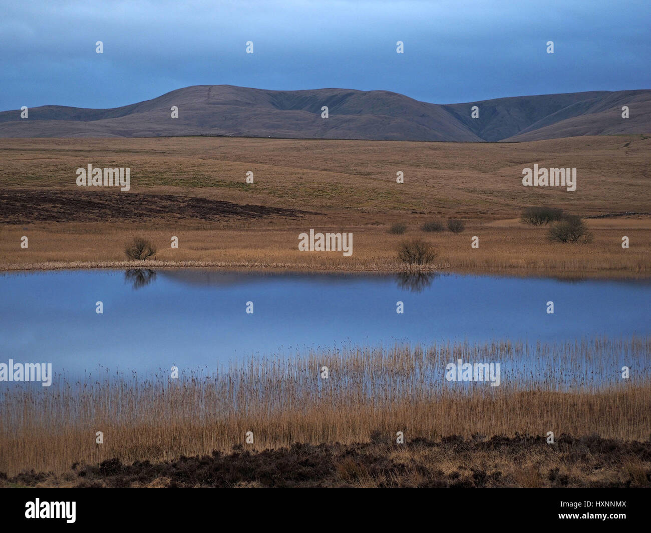 View across still blue waters and waving reedbeds of Sunbiggin Tarn ...