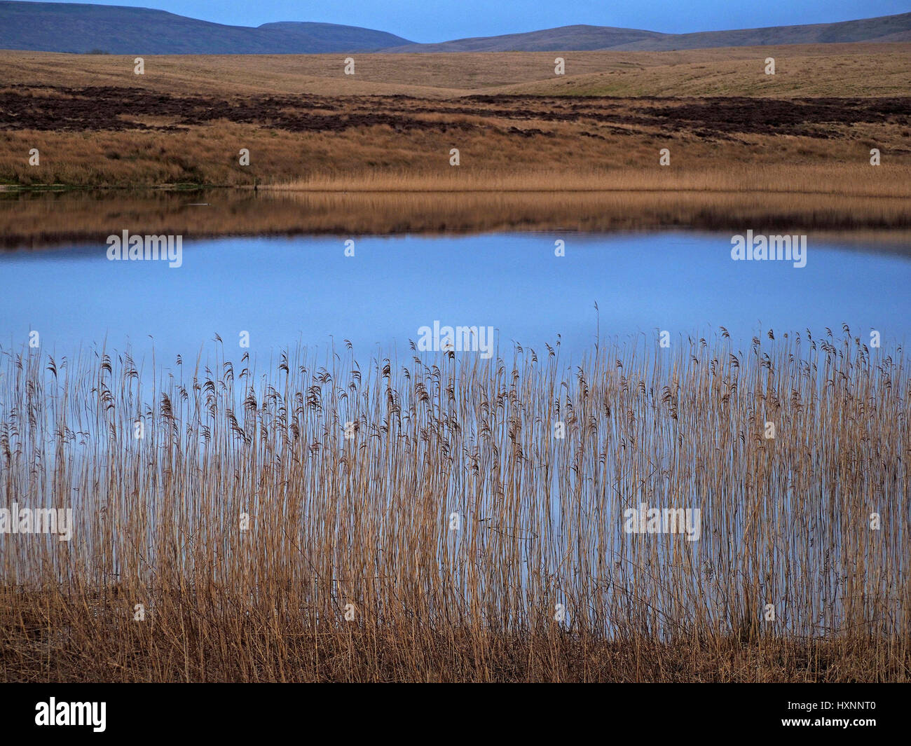 Seedheads view hi-res stock photography and images - Alamy
