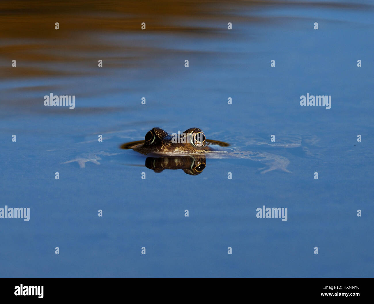Frog in still pool reflecting blue sky Stock Photo - Alamy