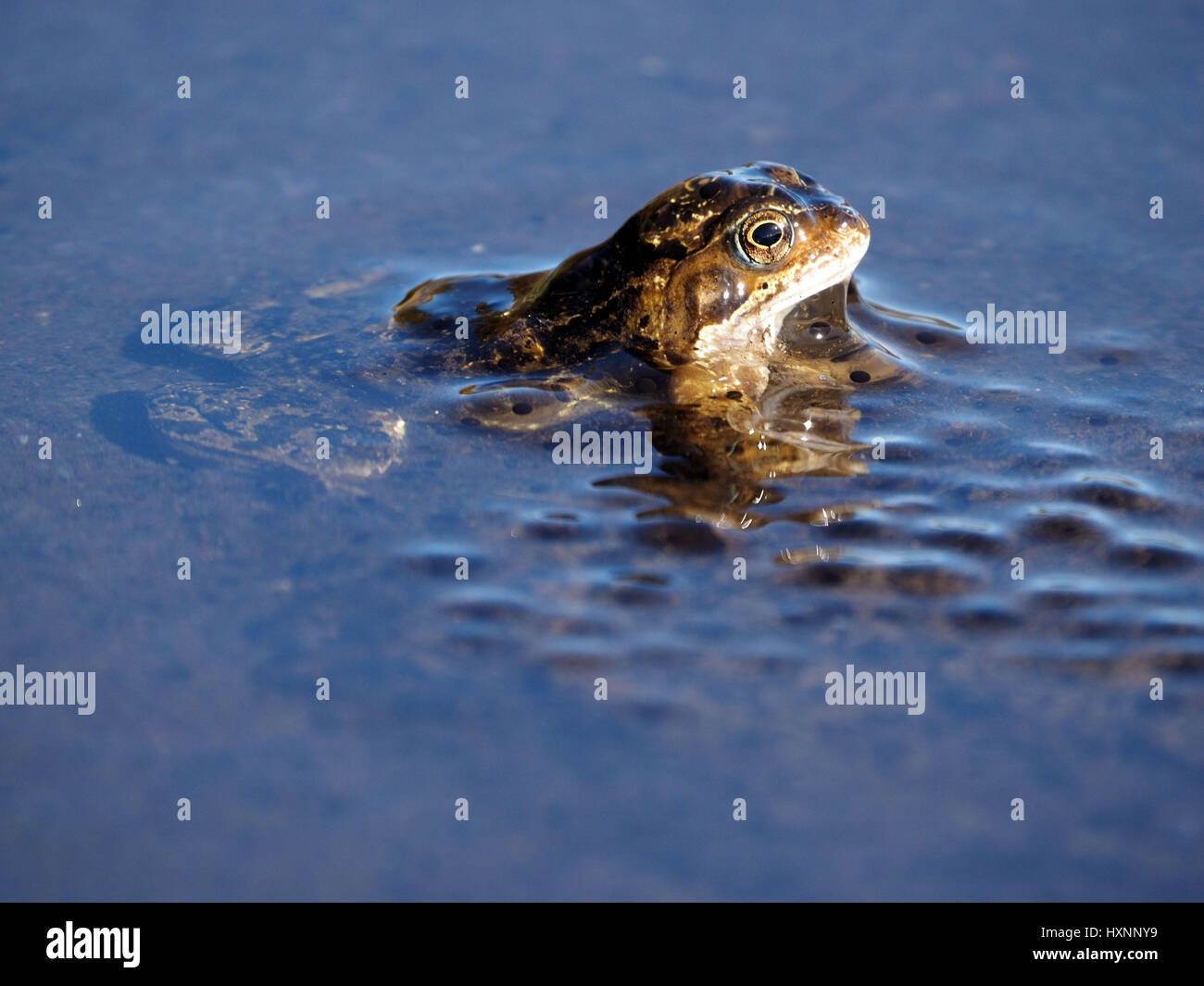 Frog in still pool reflecting blue sky Stock Photo - Alamy