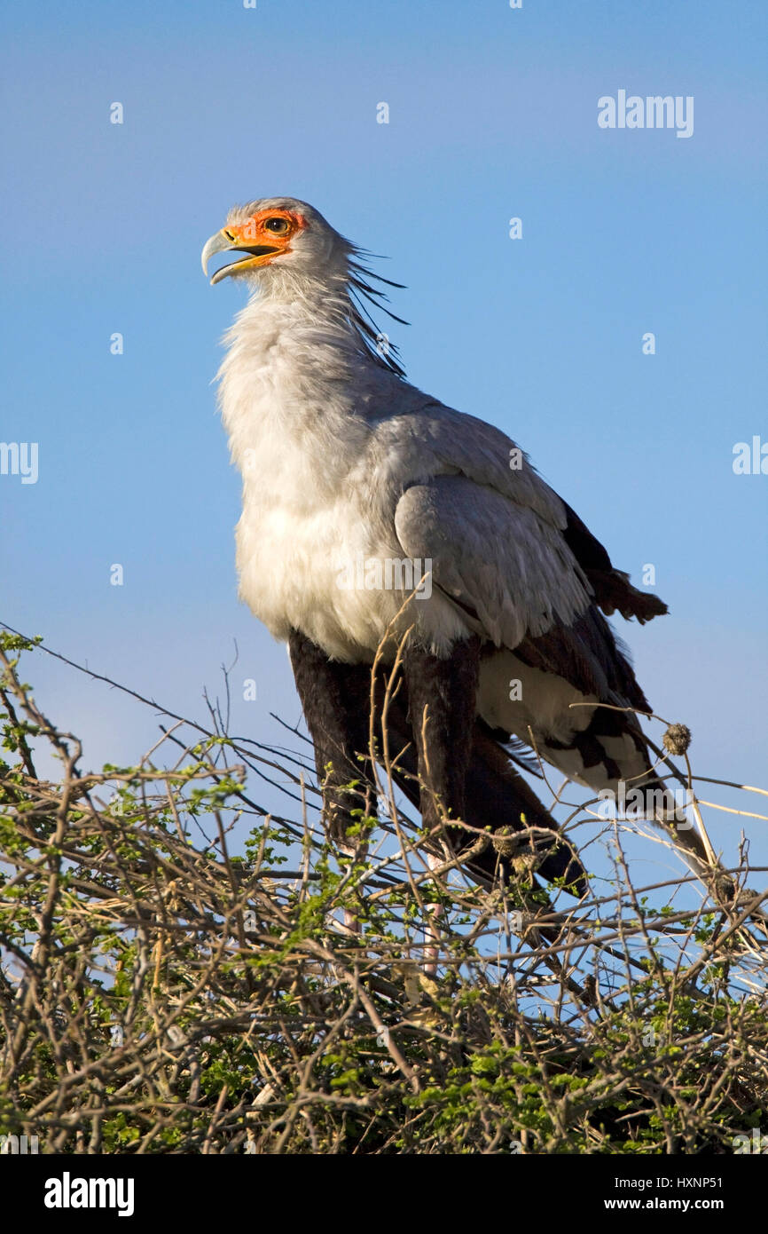 Secretary, Secretary Bird - Sagittarius serpentarius, Sekretaer ...