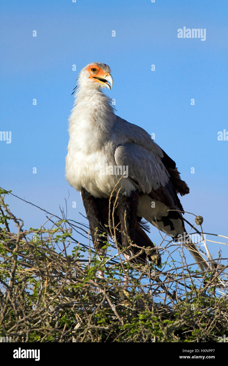Secretary, Secretary Bird - Sagittarius serpentarius, Sekretaer ...