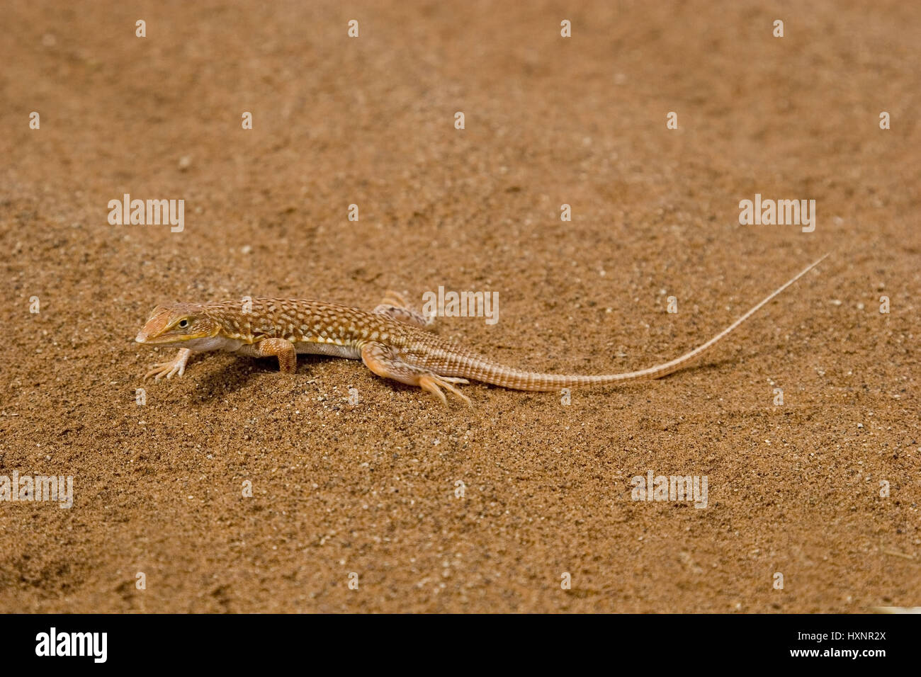 Anchietas wild lizard, Meroles anchietae, Anchietas Wuesteneidechse ...