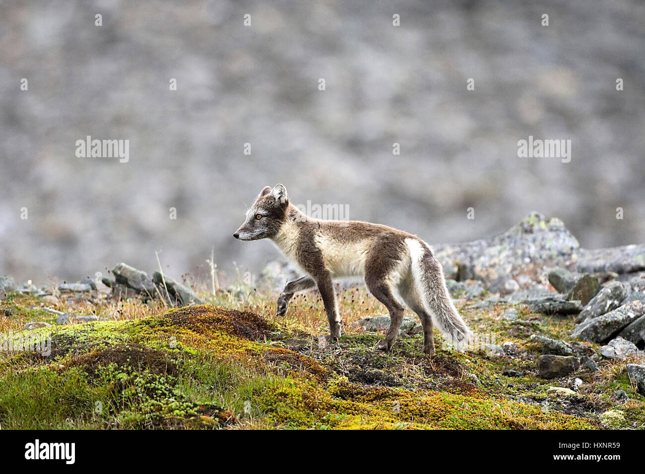 Ice fox in the summer hair verhofft - polar fox terrier, Eisfuchs im ...