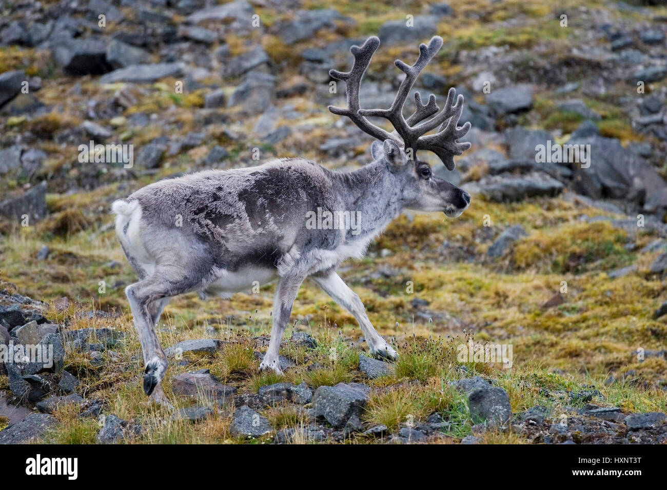 Wild reindeer in the phloem antlers and winter hair, game Ren deer ...