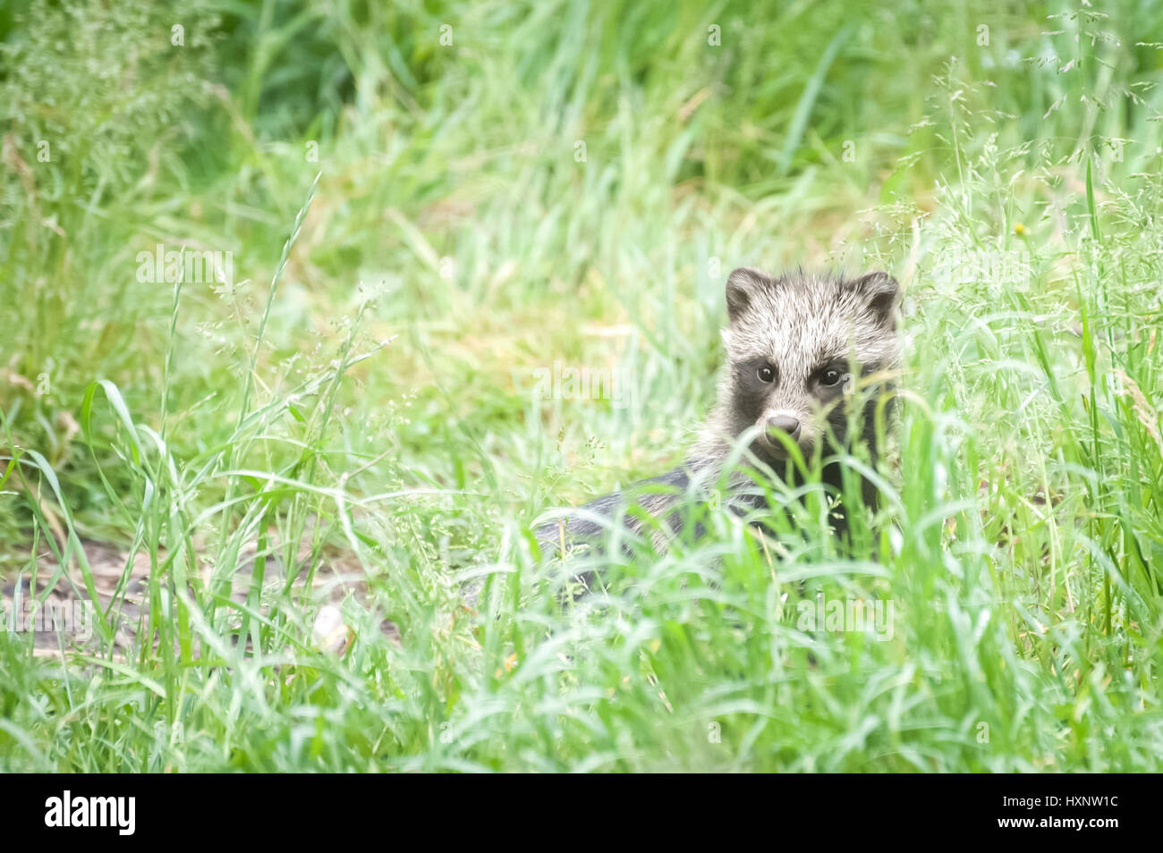 Magnut hi-res stock photography and images - Alamy