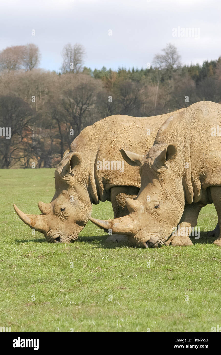 two rhinos grazing in a wildlife park Stock Photo - Alamy