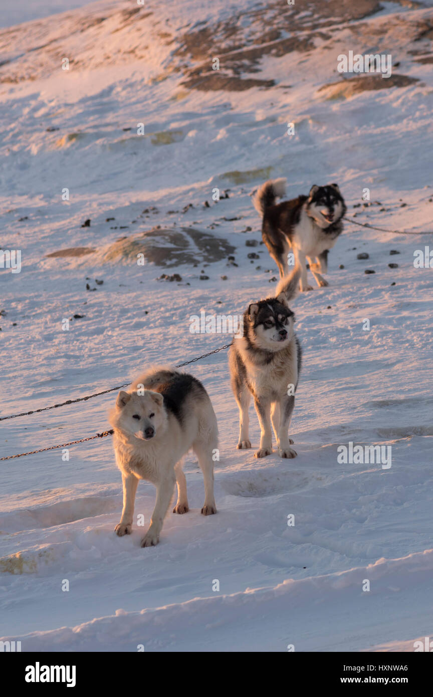 Working husky dogs in Ilulissat Greenland Stock Photo - Alamy