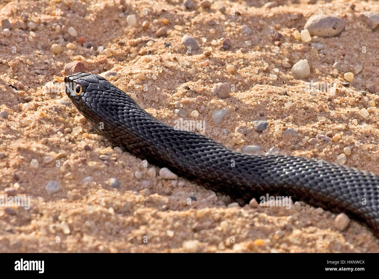 Mole snake hi-res stock photography and images - Alamy