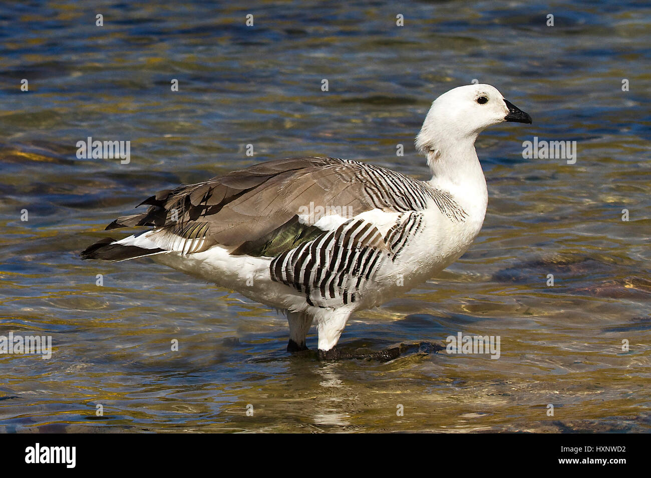 Magellangans with Jung's bird on Carcass Iceland Falkland, Magellangans ...