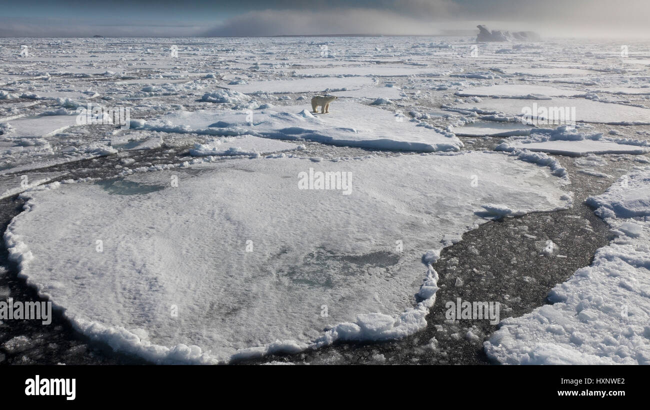 Packeis hi-res stock photography and images - Alamy