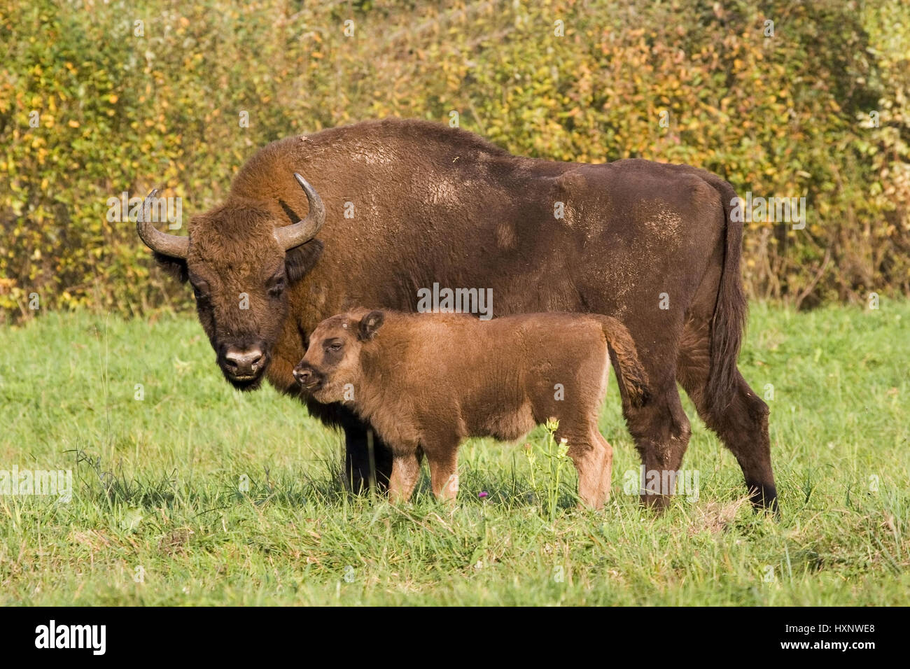 Bison cow with calf, Masuria, Pole, Wisent Kuh mit Kalb, Masuren, Polen ...