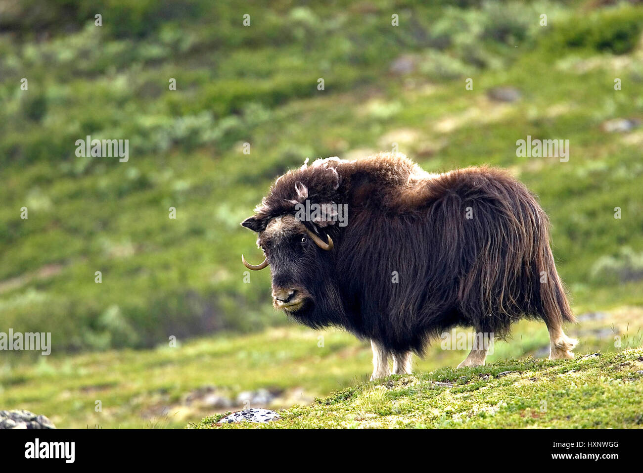 Musk oxen cow protecting. Norway, Moschusochsen Kuh sichernd. Norwegen ...