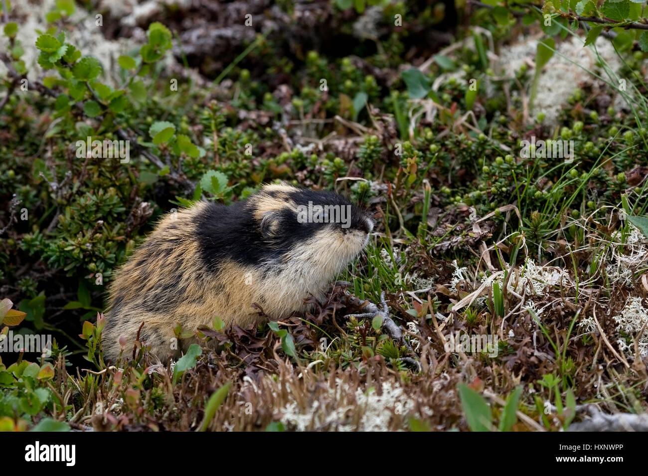 Lemming in his living space. Norway, Lemming in seinem Lebensraum ...