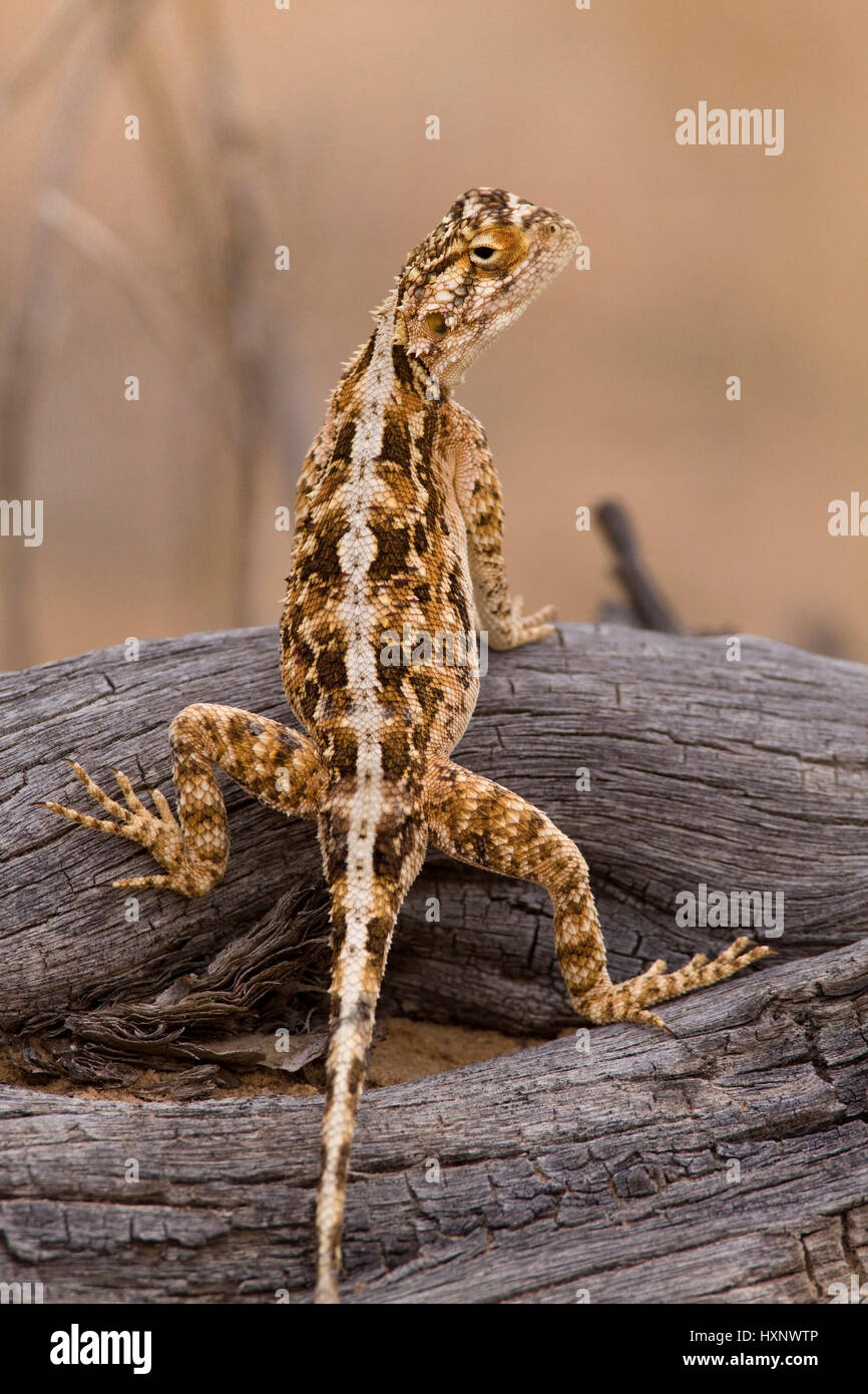 Sting agama, Agama aculeata - Ground Agama, Stachelagame | Agama ...
