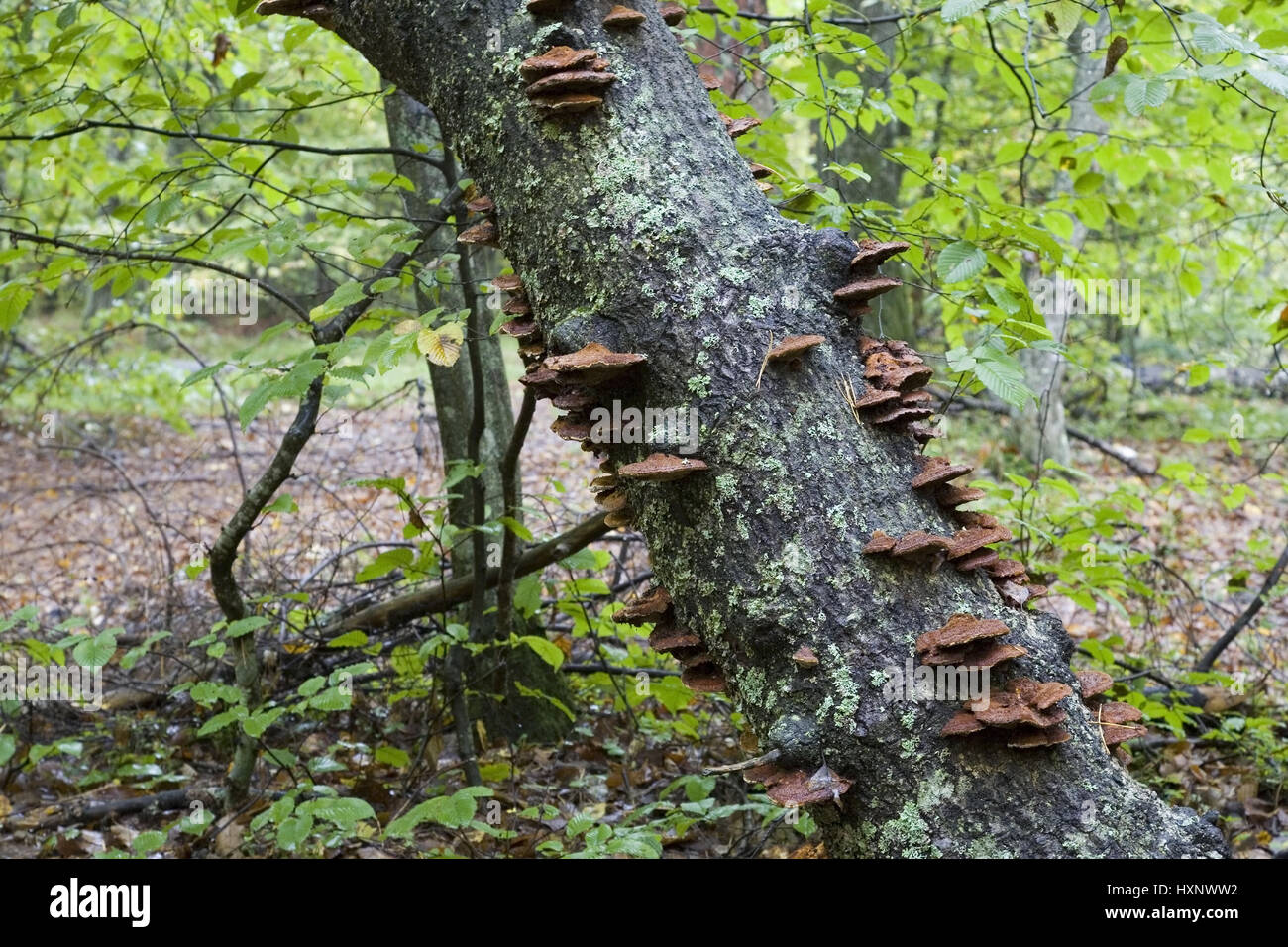 Masuria Poland, Masuren Polen Stock Photo - Alamy
