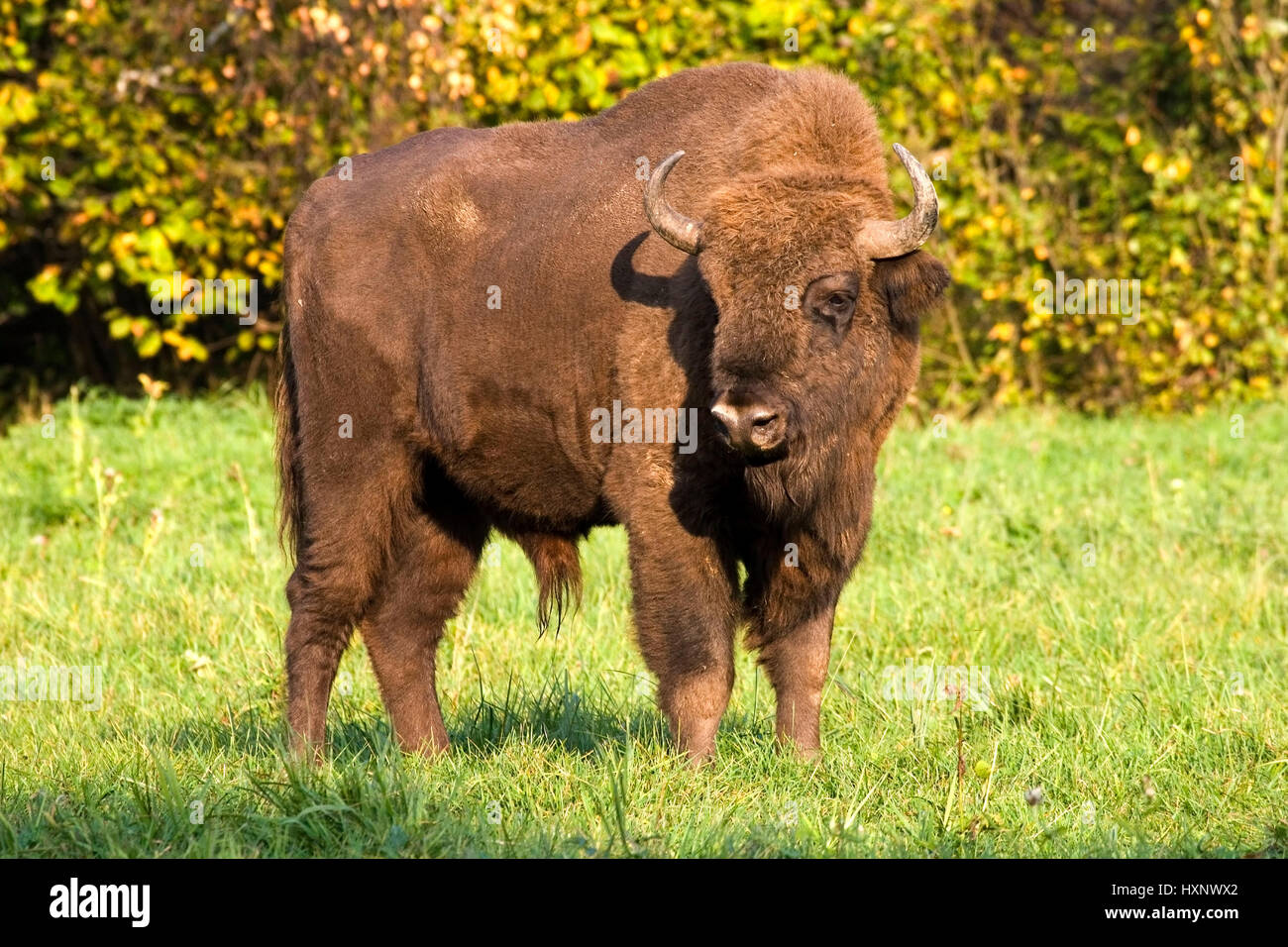 Bison bull, Masuria, Pole, Wisent Bulle, Masuren, Polen Stock Photo - Alamy