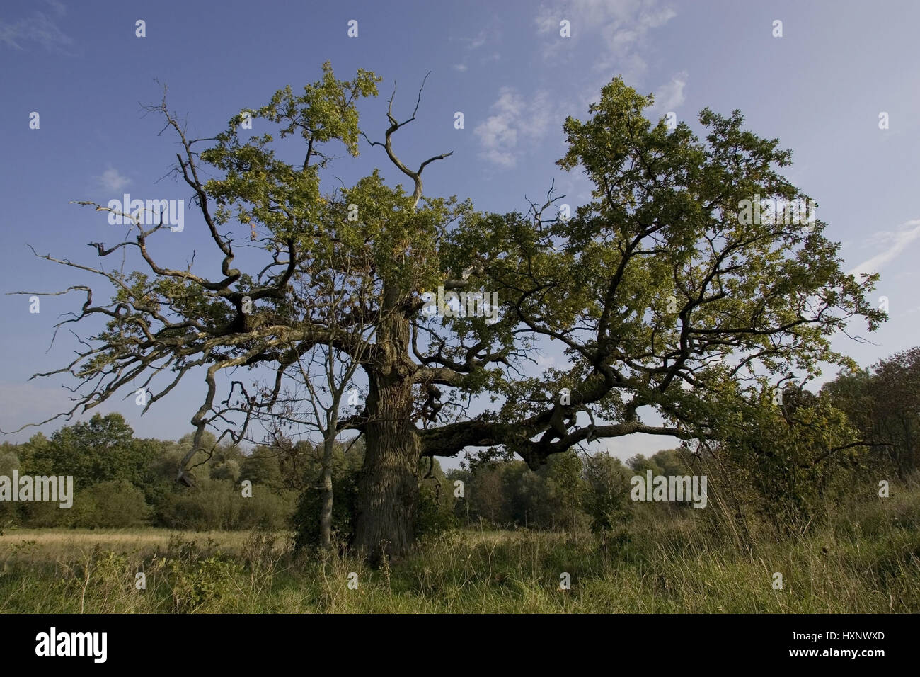 400 year-old oak in Masuria Poland, vierhundert Jahre alte Eiche in den ...