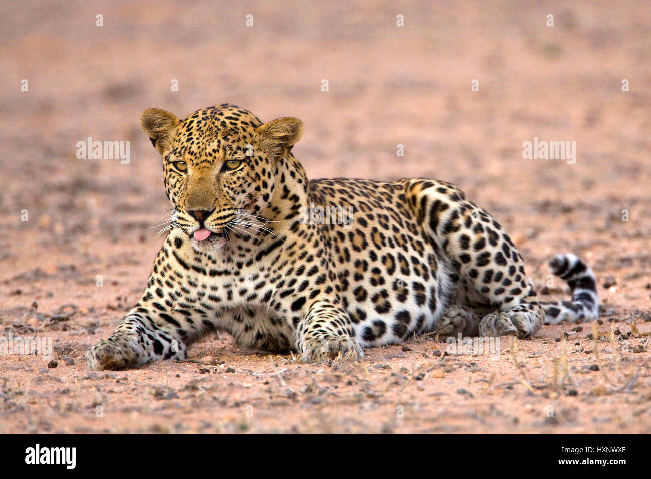 Leopard, Panthera pardus - leopard, Leopard | Panthera pardus - Leopard ...