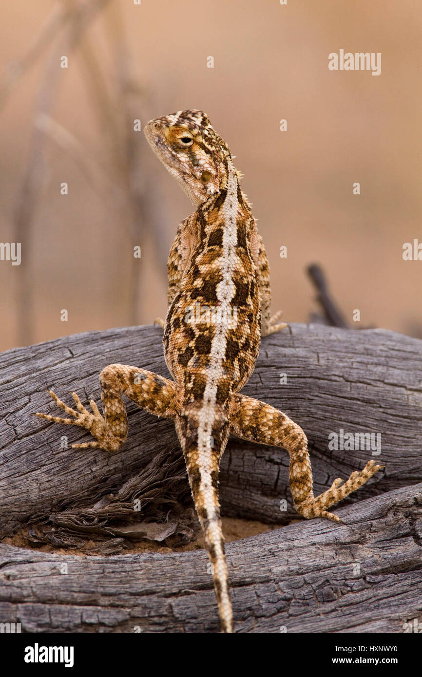 Sting agama, Agama aculeata - Ground Agama, Stachelagame | Agama ...