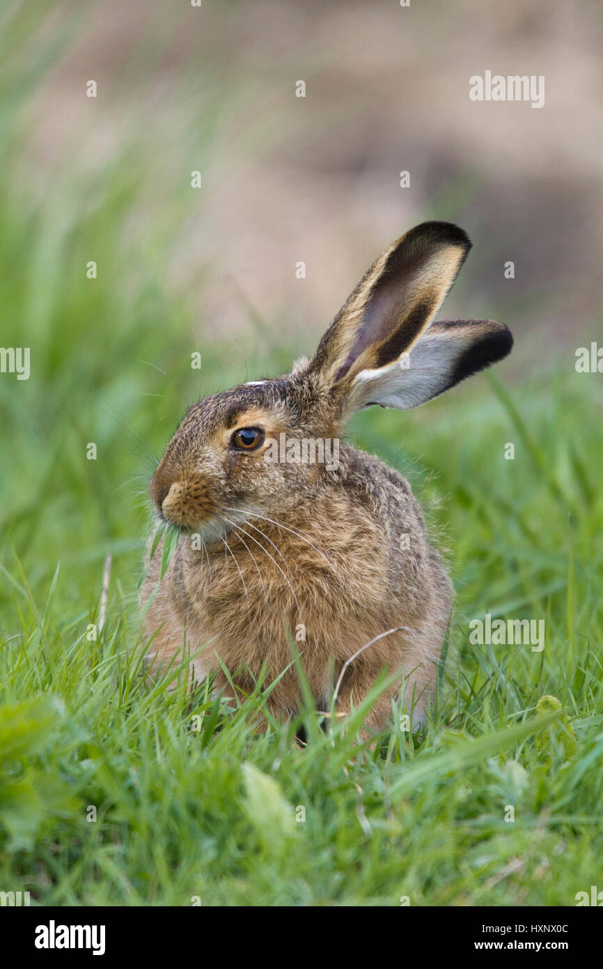 Hare portrait hi-res stock photography and images - Alamy