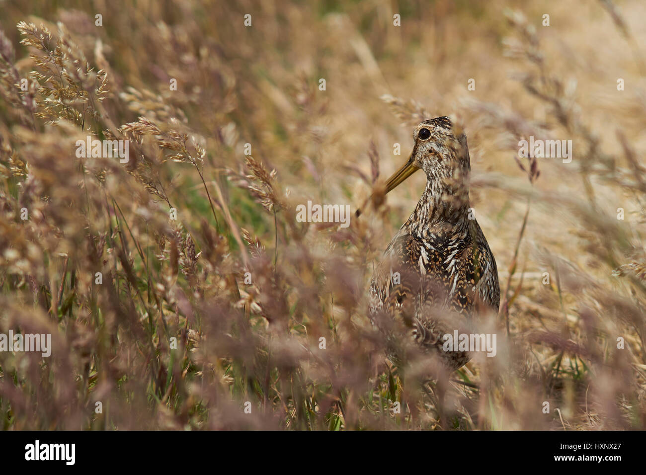 Magellanic Snipe (Gallinago paraguaiae magellanica) partially hidden in ...