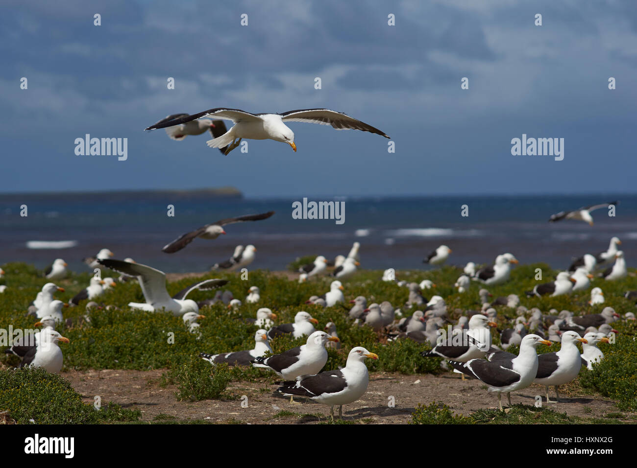 Breeding colony of Kelp Gull (Larus dominicanus) nesting on a grassy ...