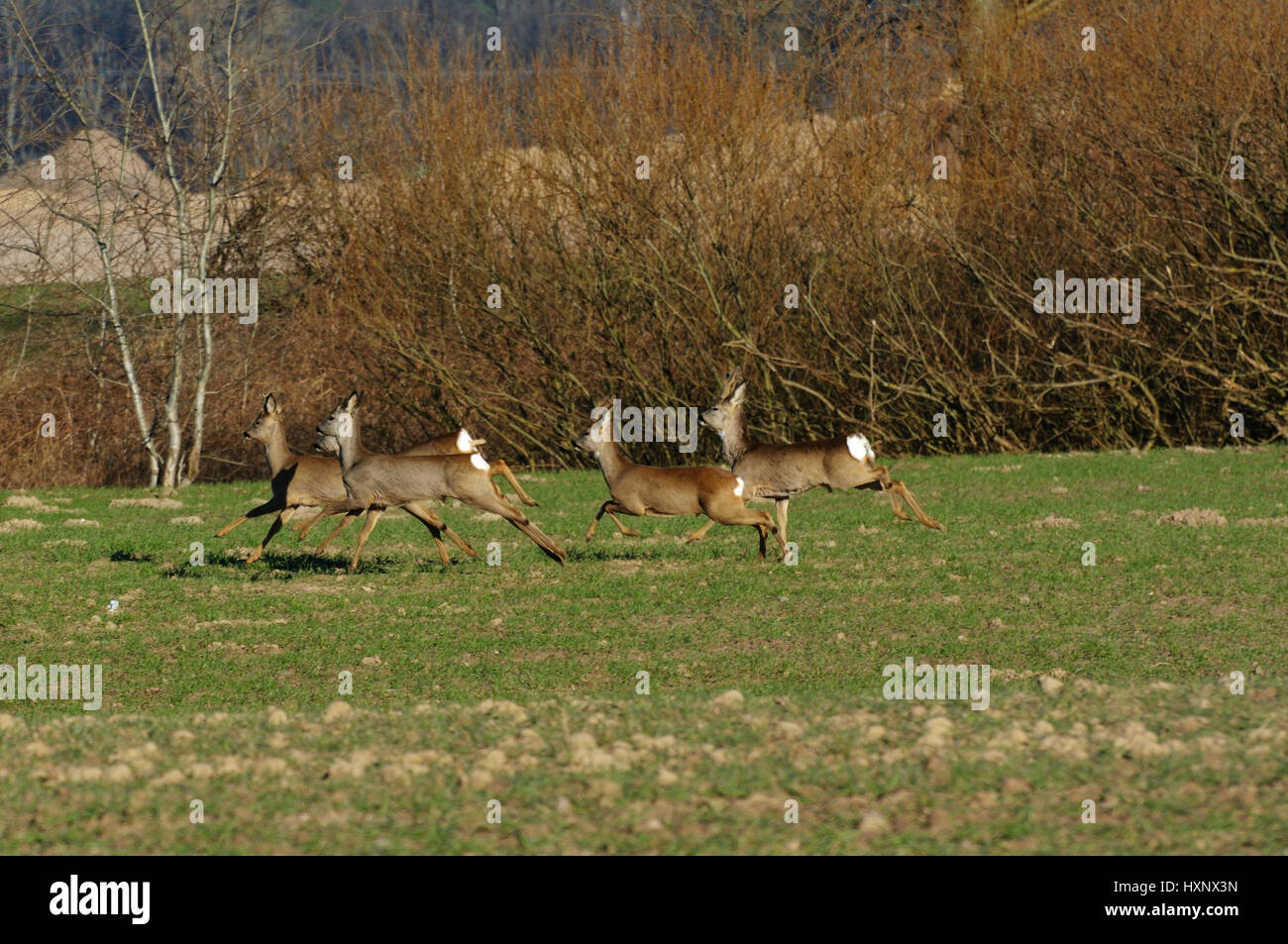 Deer escaped frightened in panic Stock Photo - Alamy