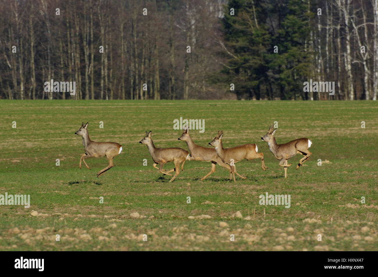 Escaped deer hi-res stock photography and images - Alamy