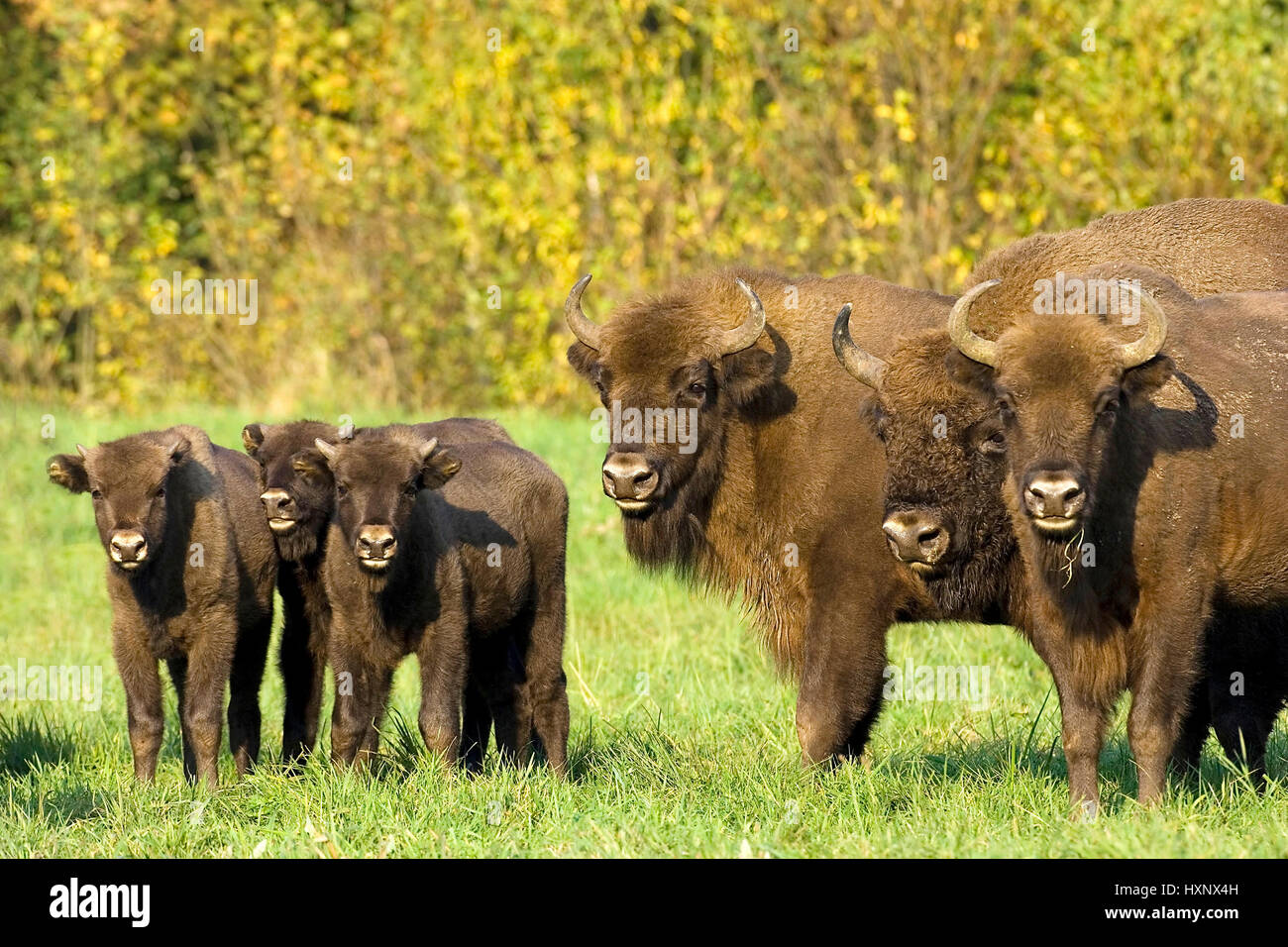Bisons with calves, Masuria, Pole, Wisente mit Kaelbern, Masuren, Polen ...