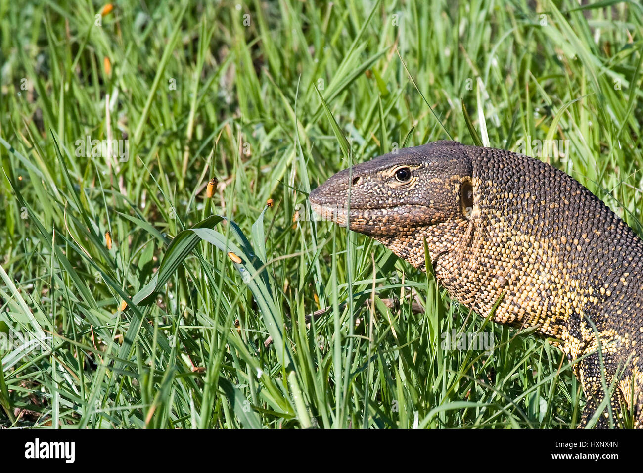 Nilwaran hi-res stock photography and images - Alamy