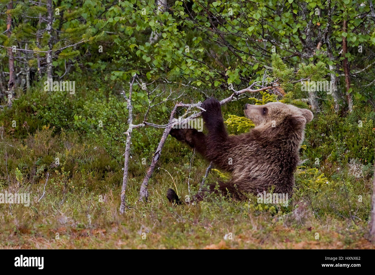 Brown bear, Finland, animal Stock Photo - Alamy