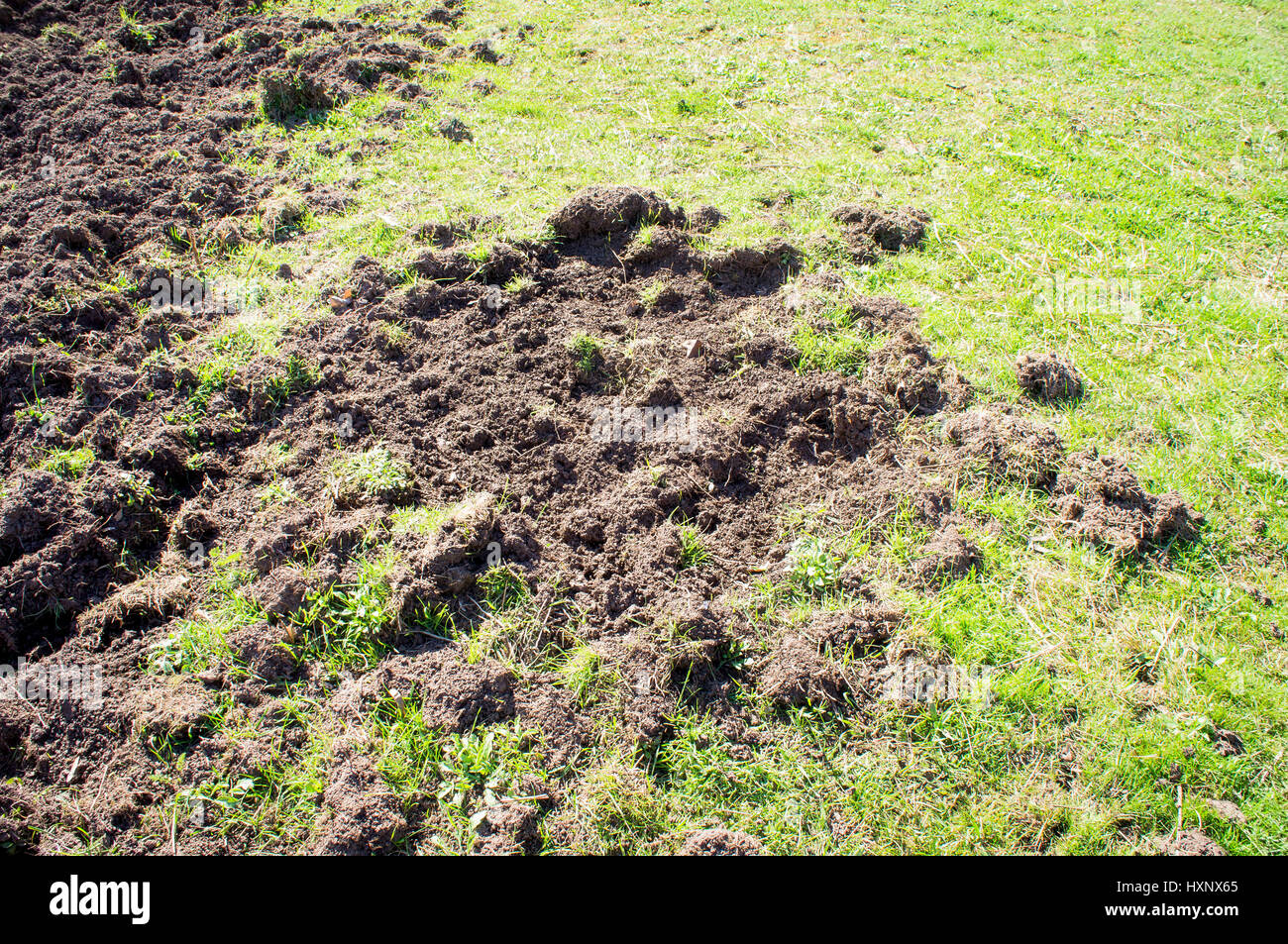 garden, lawn damaged by Eurasian Wild Boar, ploughing up grassland, Sus ...